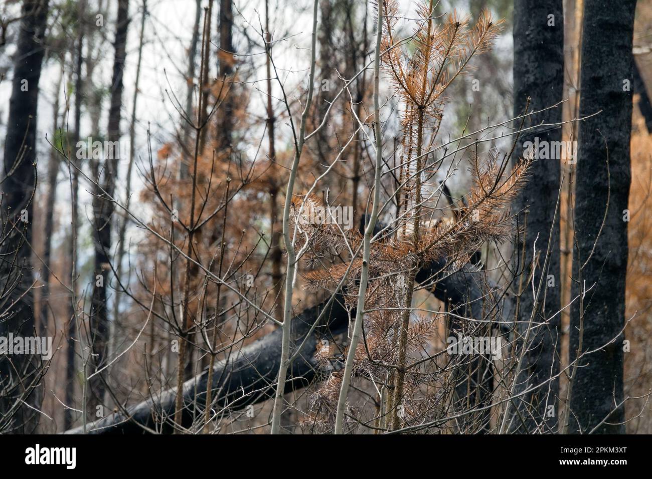 Fire-damaged forest boreal forests. Burnt boreal forests. Wildfire low ...