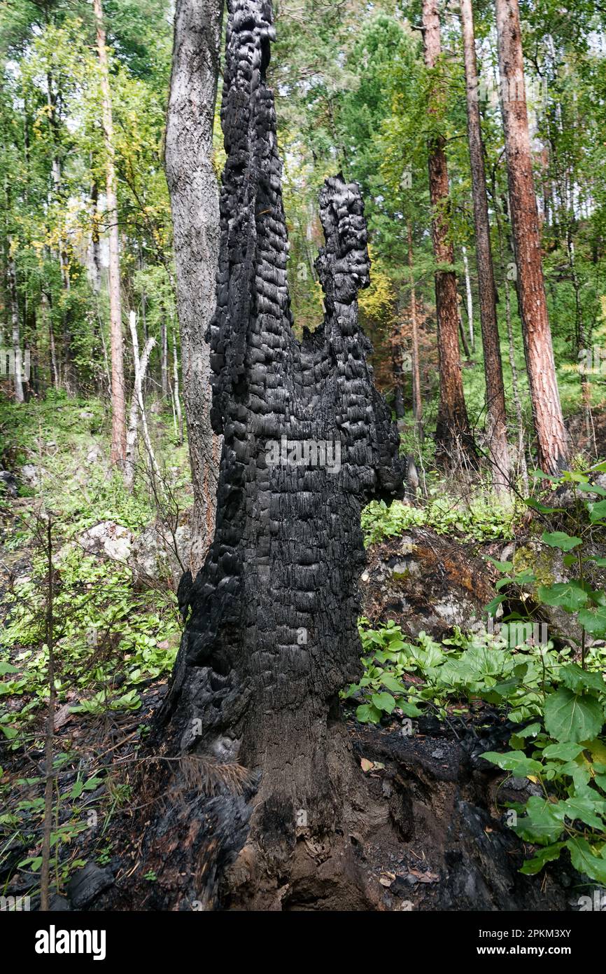 Fire-damaged forest boreal forests. Burnt boreal forests. Wildfire low ...
