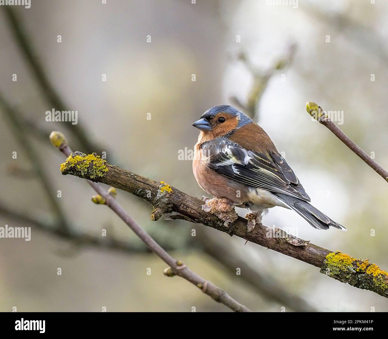 Scaley leg hi-res stock photography and images - Alamy