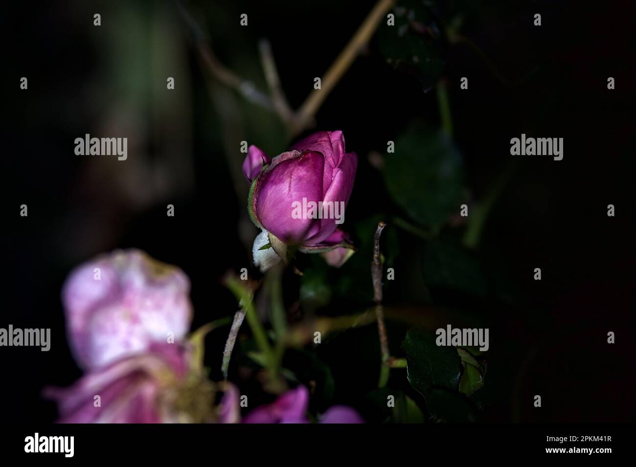 Pink roses in bloom seen up close under a direct light Stock Photo - Alamy