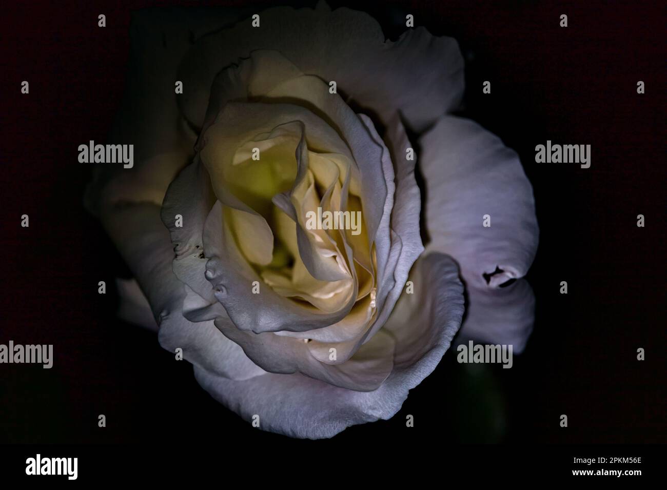 White rose in bloom under a direct light with black background seen up ...