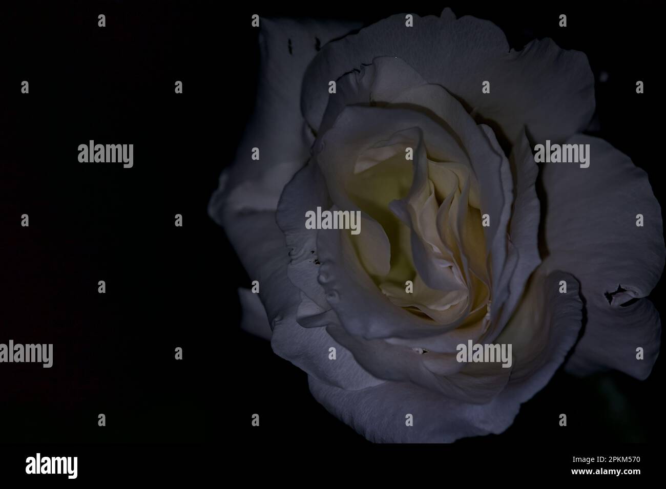 White rose in bloom under a direct light with black background seen up ...