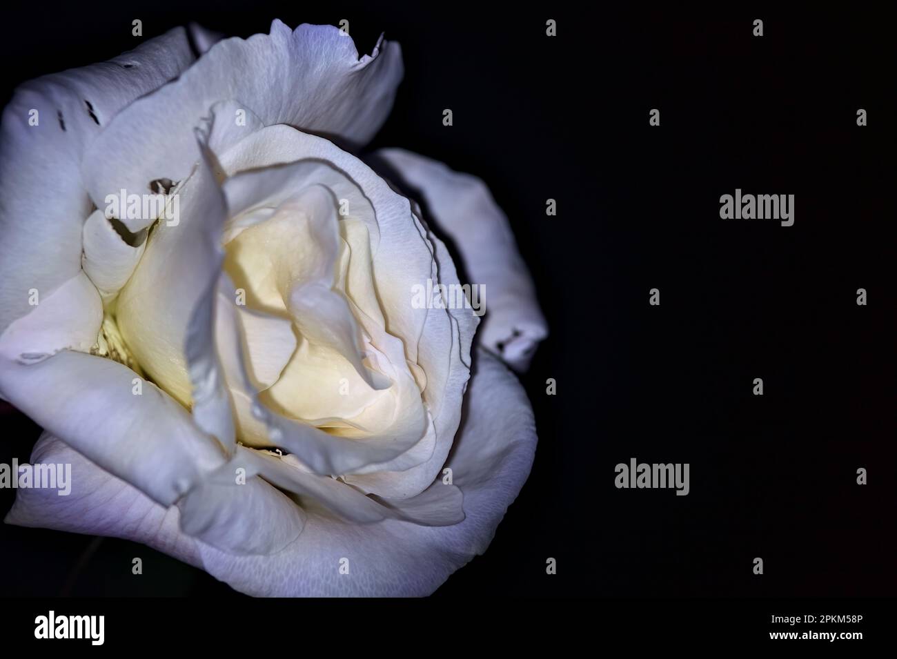 White rose in bloom under a direct light with black background seen up ...