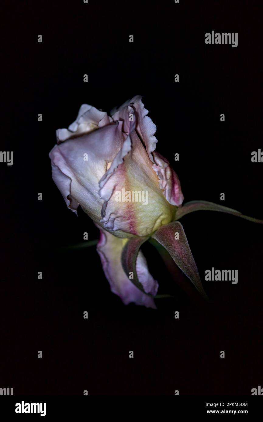 White rose in bloom under a direct light with black background seen up ...