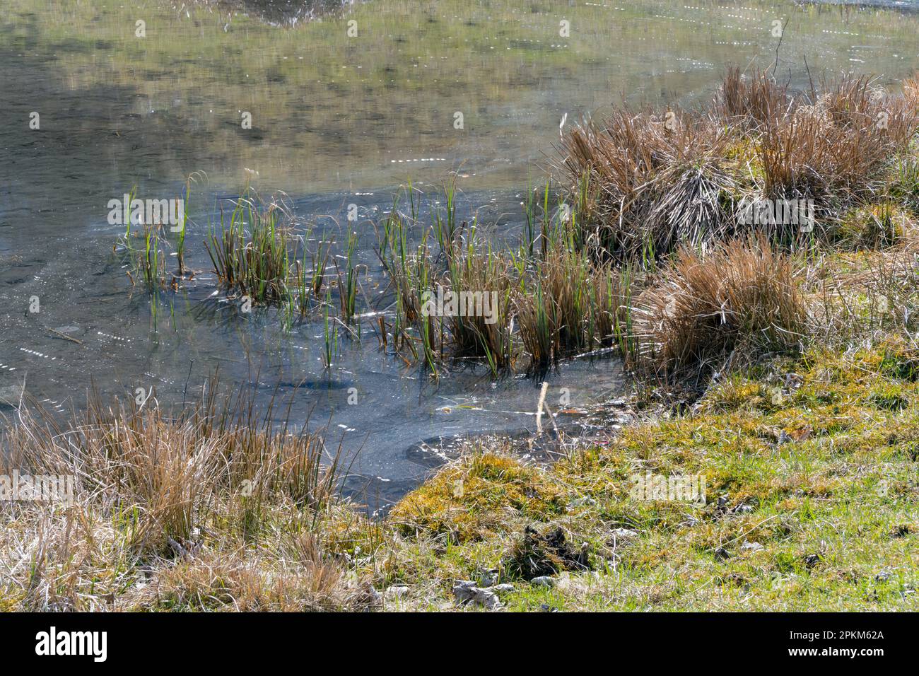 small lake pond surrounded by grass with tufts bushes of grass growing ...