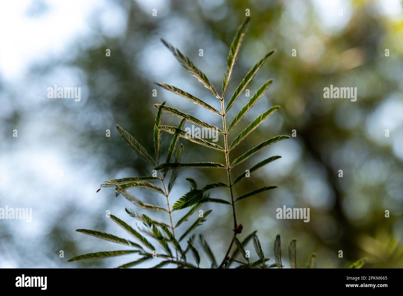 photography of leaves with the background out of focus in spring Stock ...