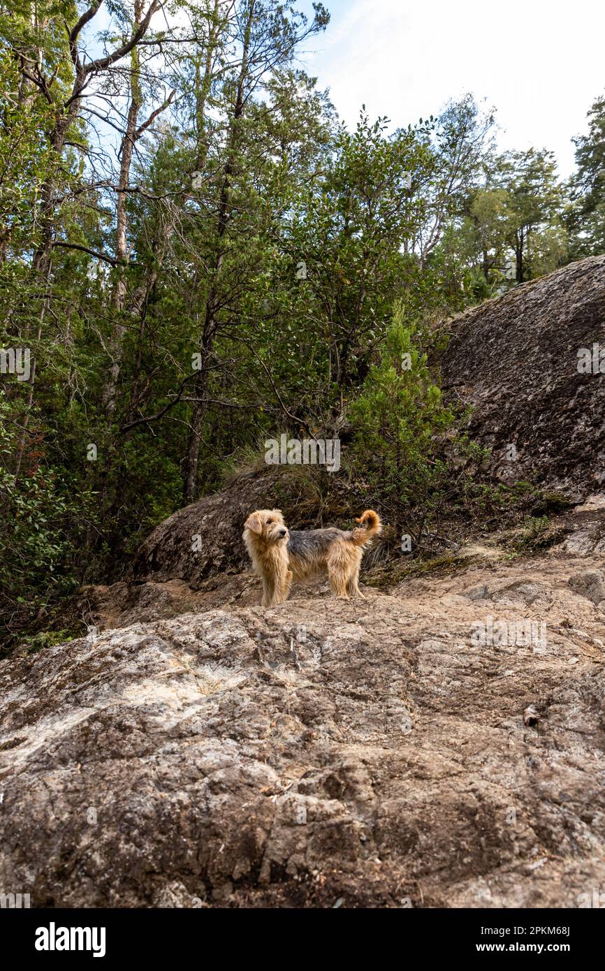 dog on a rock in the forest in au Stock Photo - Alamy