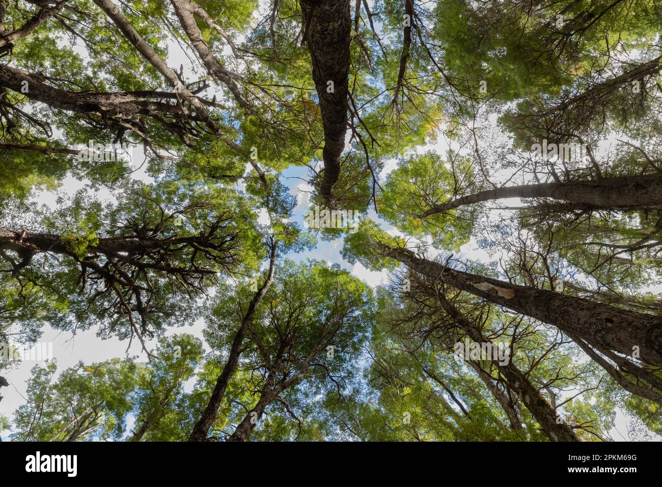 Carbon net zero concept, wide angle view of trees from below in the ...