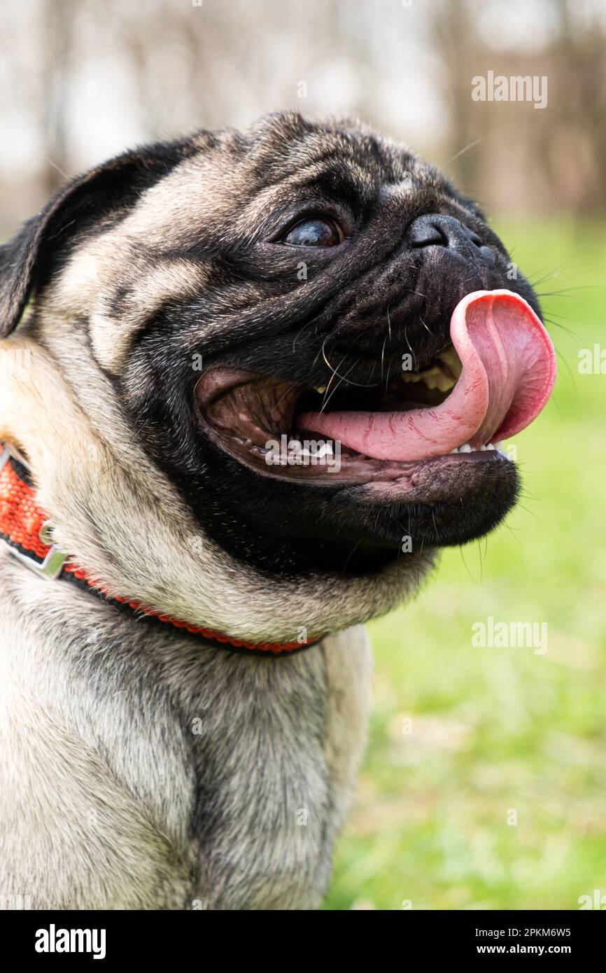 Dog park features hi-res stock photography and images - Alamy