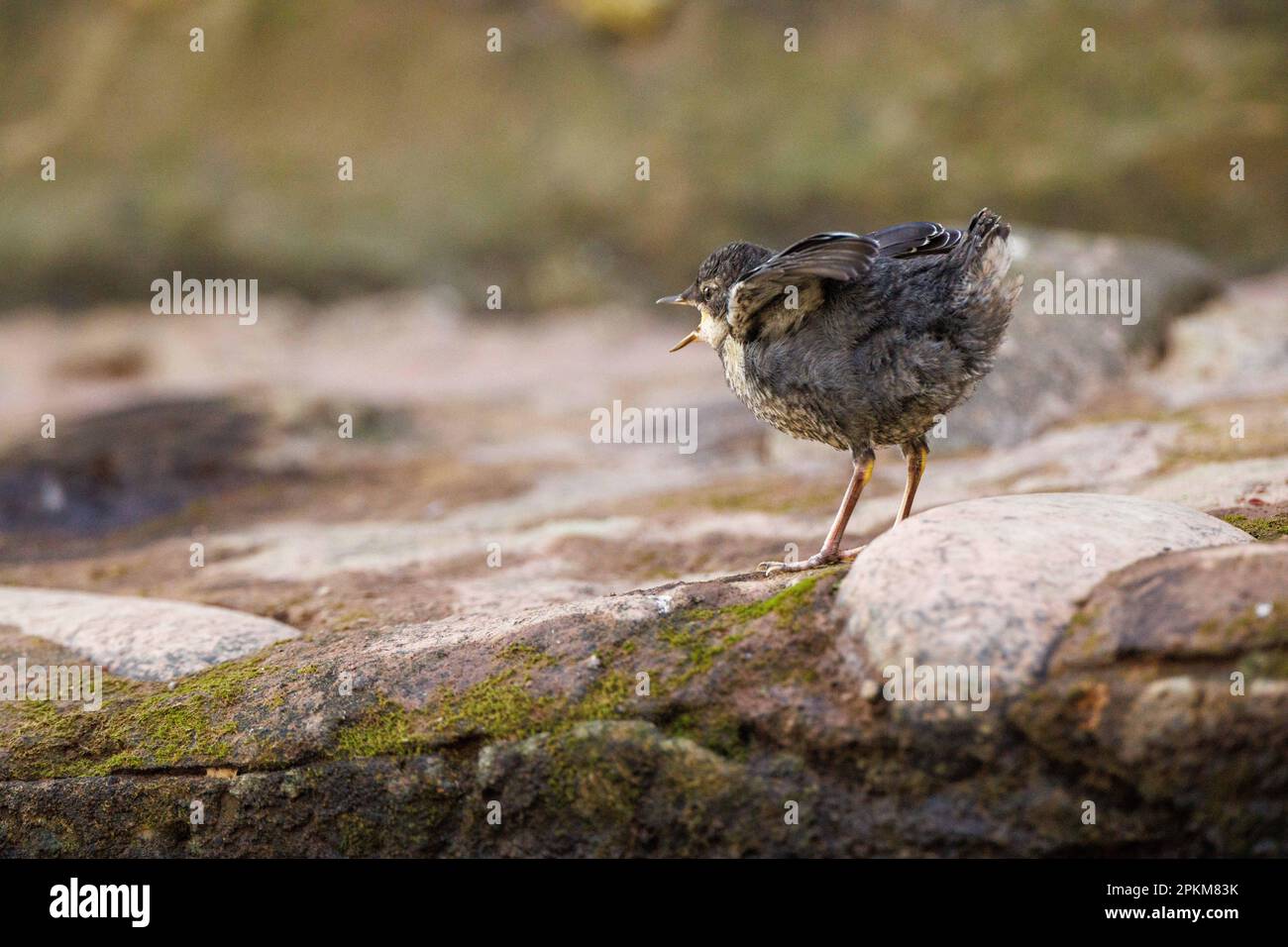 Dipper chicks fledge on Easter Saturday at River Usk, Crickhowell ...