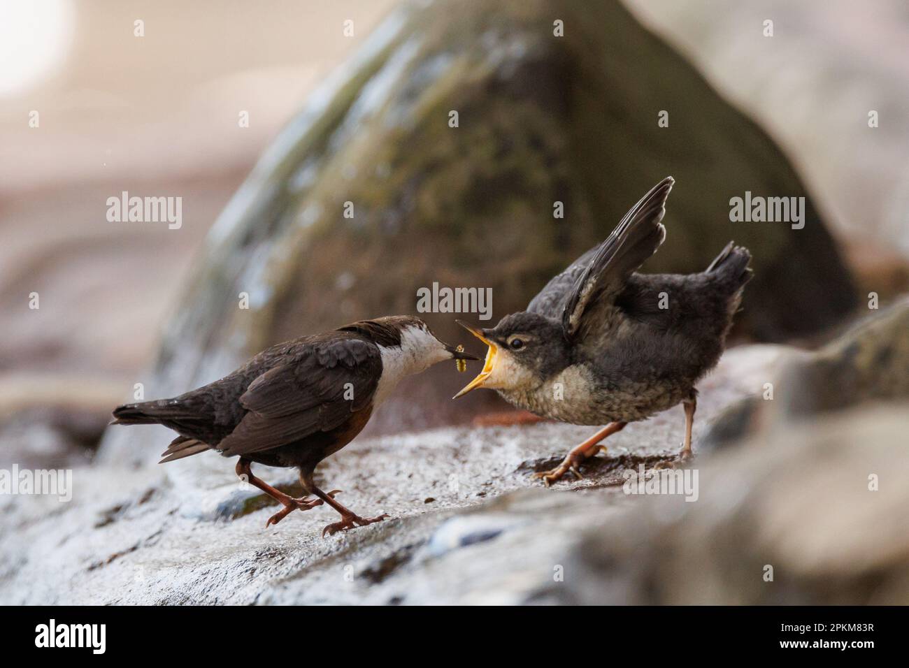 Dipper chicks fledge on Easter Saturday at River Usk, Crickhowell ...