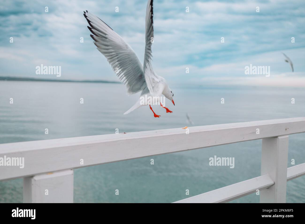 Close up view of white seagull birds walking by the beach against ...