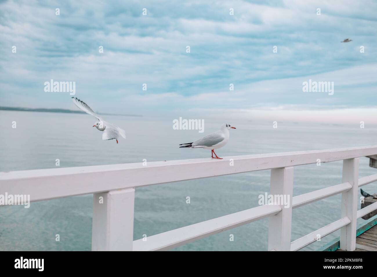 Close up view of white seagull birds walking by the beach against ...