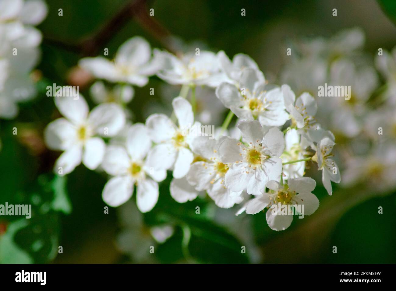 a close up of a flower growing on plant Stock Photo - Alamy