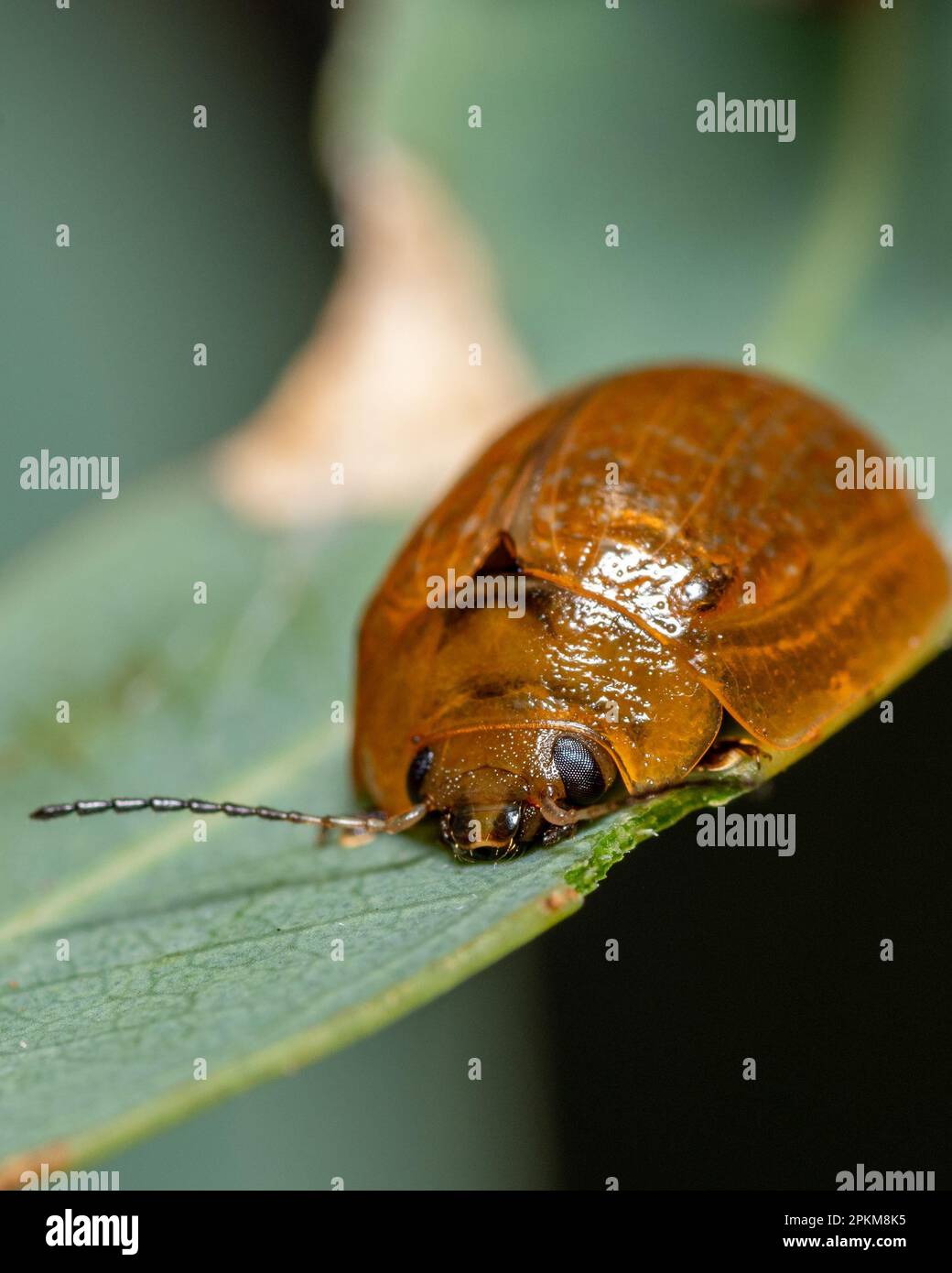 A close-up shot of beetle resting on top of a lush green leaf, located ...