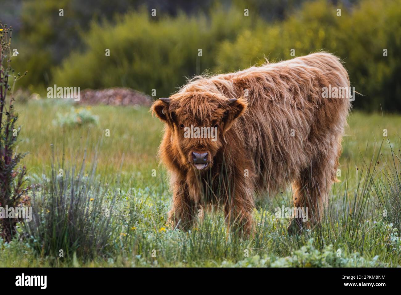 A close-up shot of Highland cattle standing in a picturesque green ...