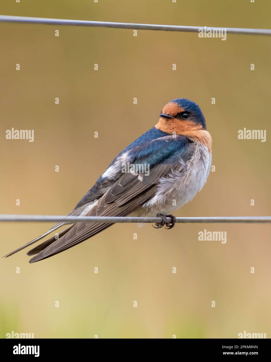 A close-up shot of solitary Barn swallow bird perched atop a wire fence ...