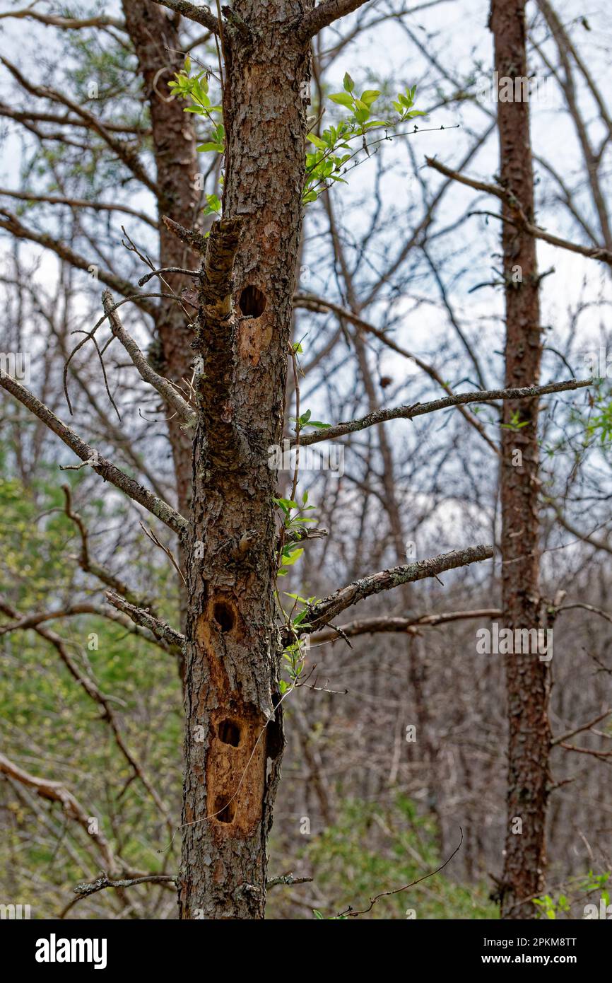 Several large holes in a single tree made from a pileated woodpecker or ...