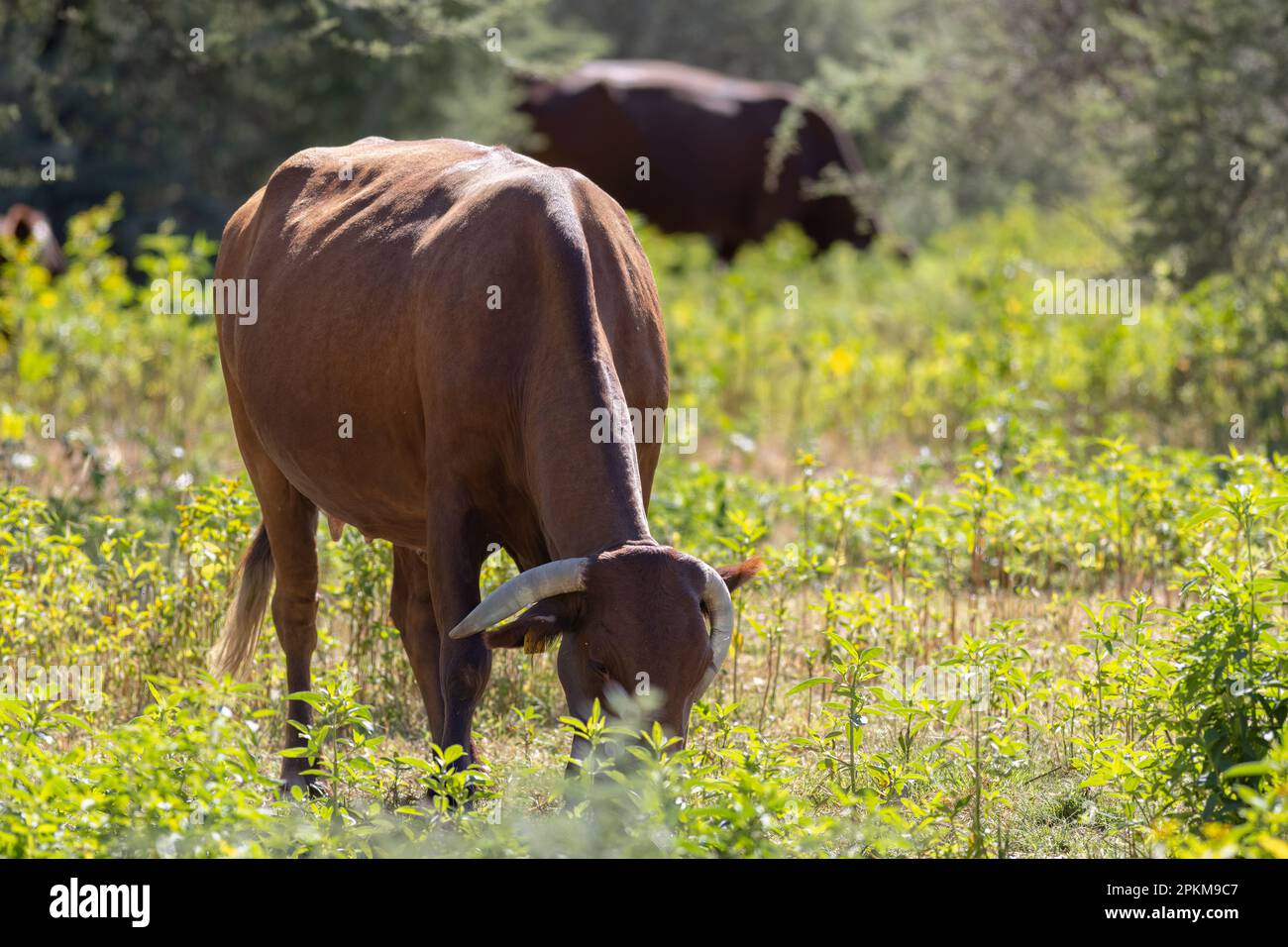 cattle in Namibia Stock Photo - Alamy