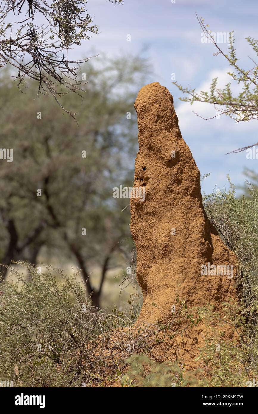 termite mound in the wilderness of namibia Stock Photo - Alamy