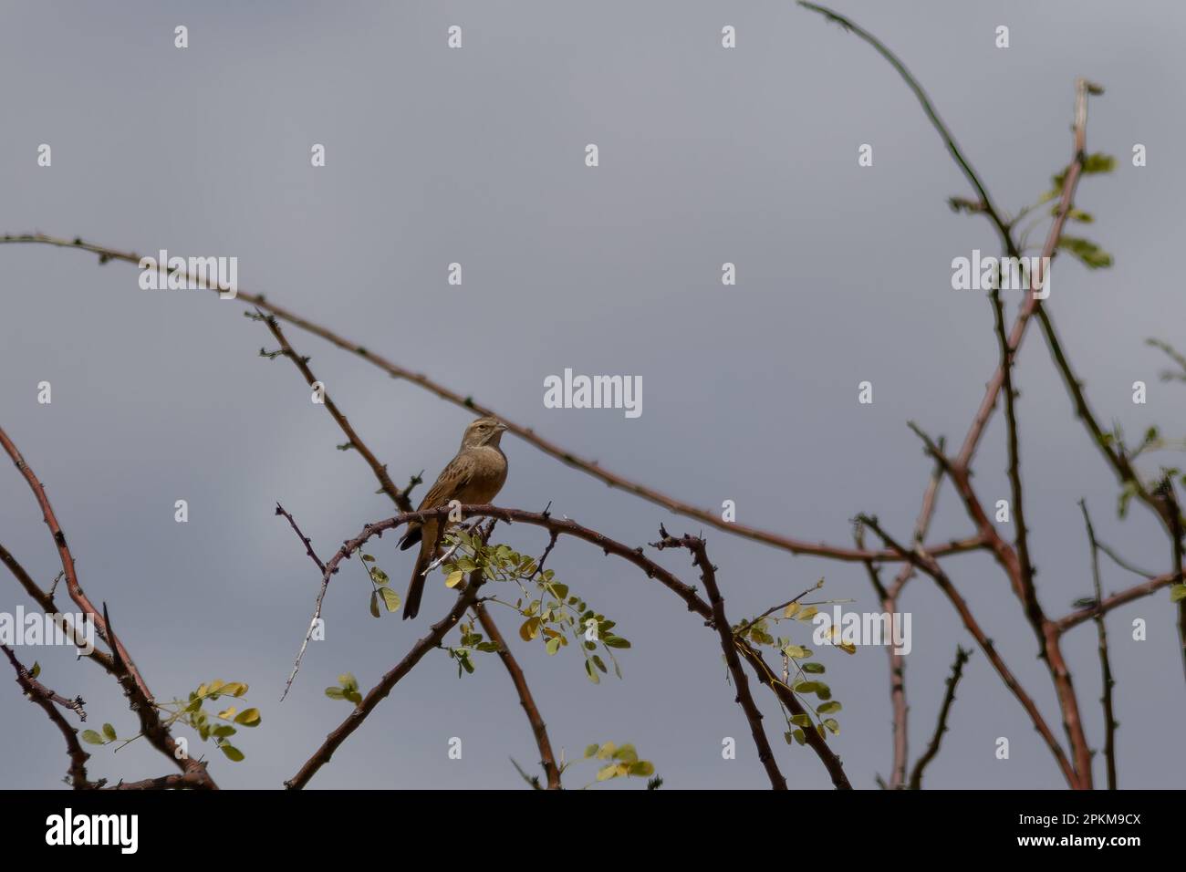 pale rock bunting on a tree Stock Photo - Alamy