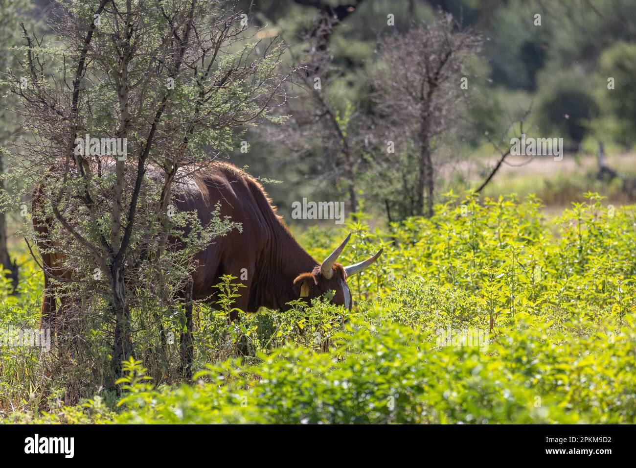 Cattle livestock agriculture africa hi-res stock photography and images ...
