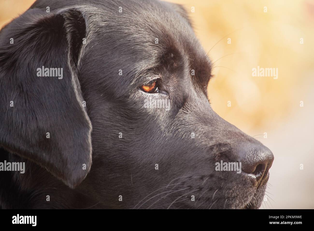 Profile of a black dog in sunlight. Black labrador retriever Stock ...
