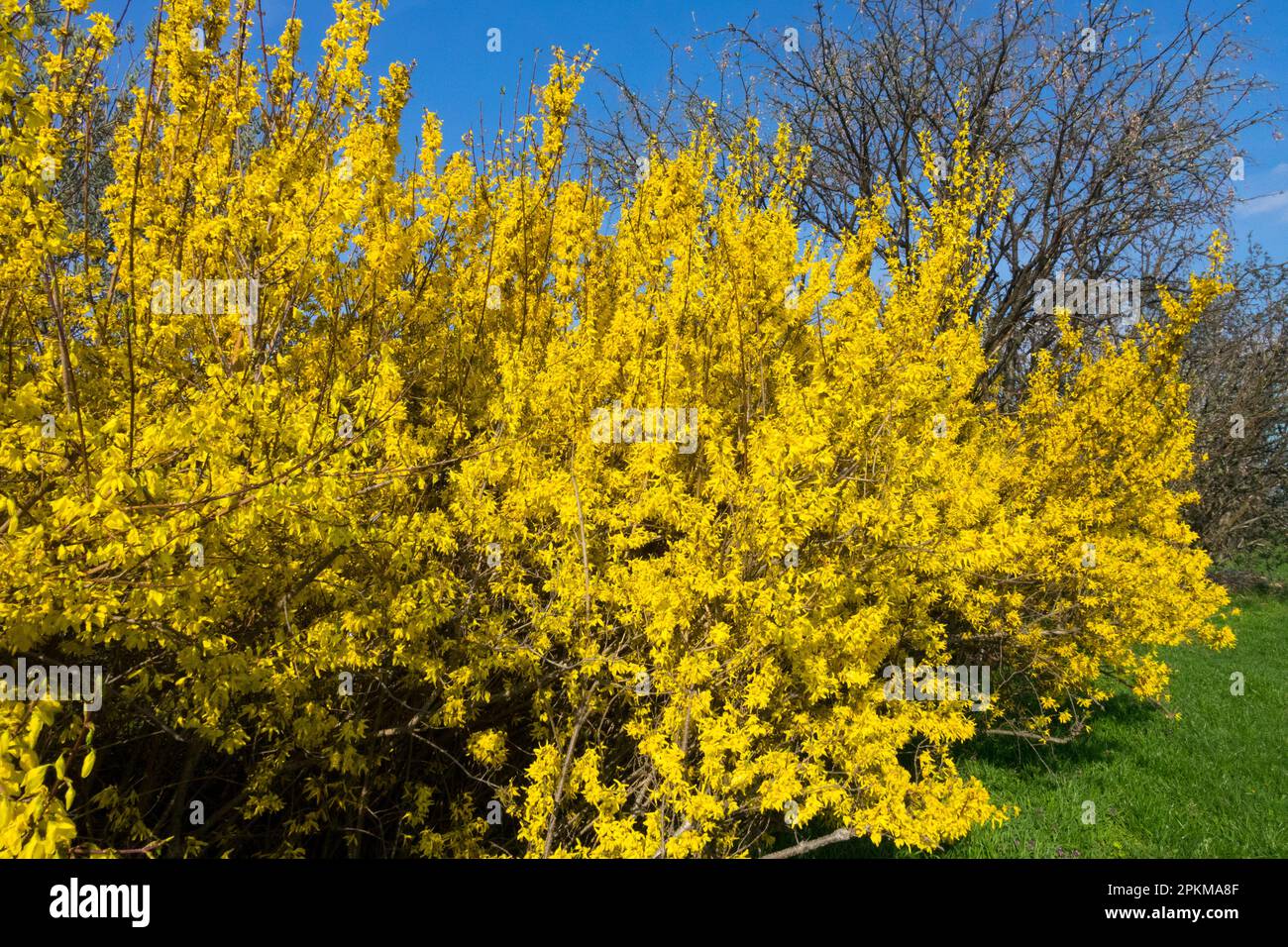 Forsythia hedge Shrub In Full Bloom Forsythia border Hedge shrub Border ...