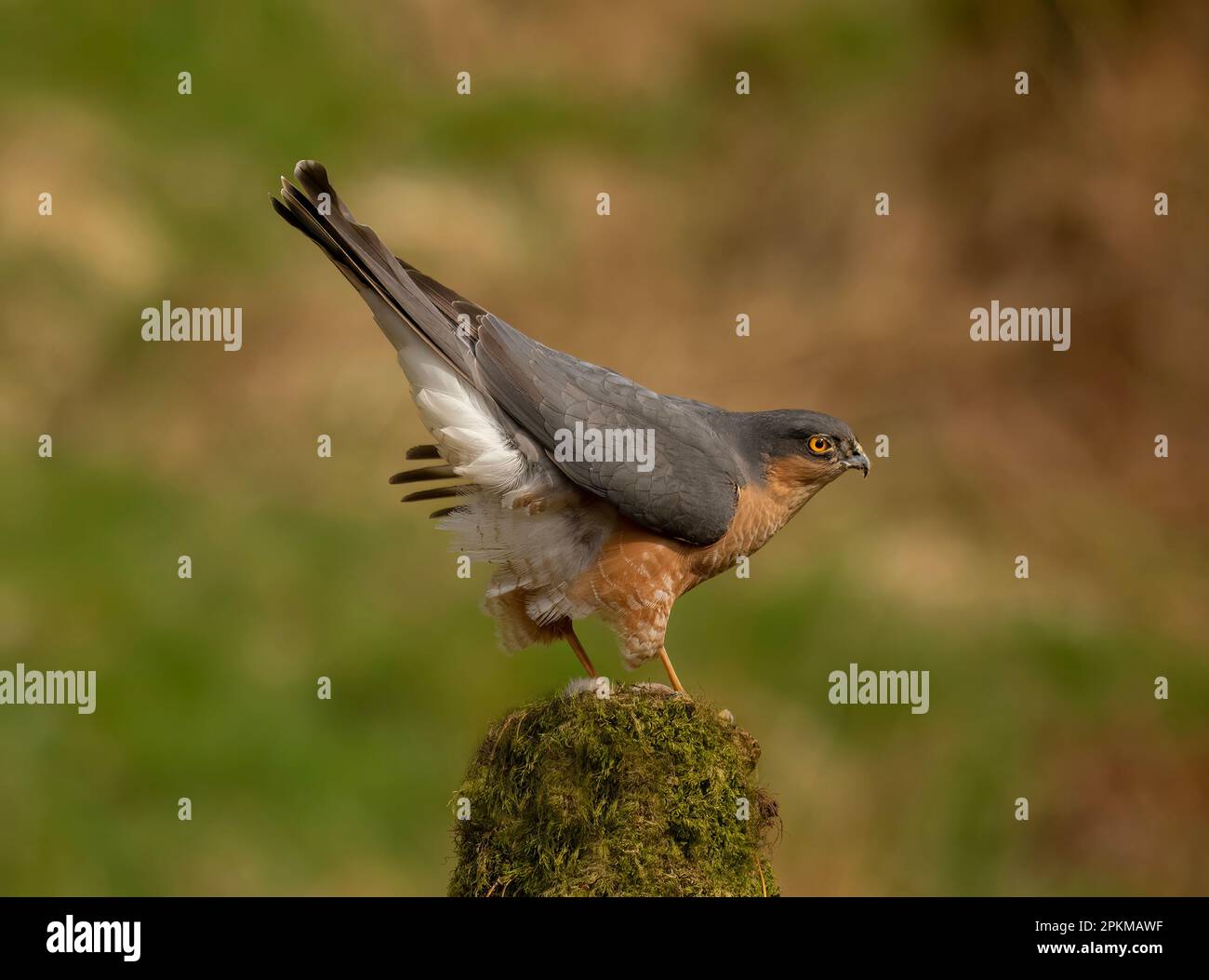 Sparrowhawk scotland flight hi-res stock photography and images - Alamy