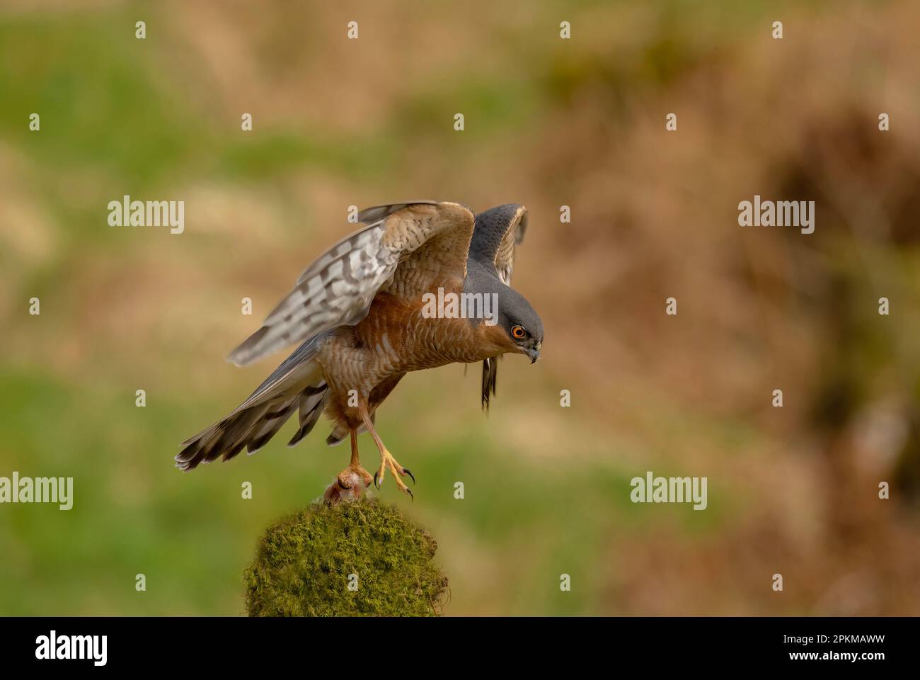 Sparrowhawk scotland flight hi-res stock photography and images - Alamy