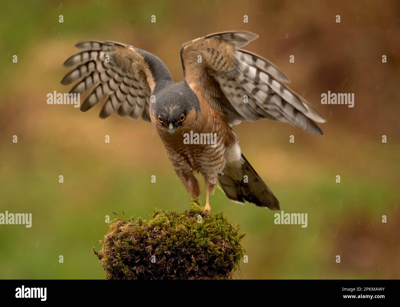 Sparrowhawk scotland flight hi-res stock photography and images - Alamy