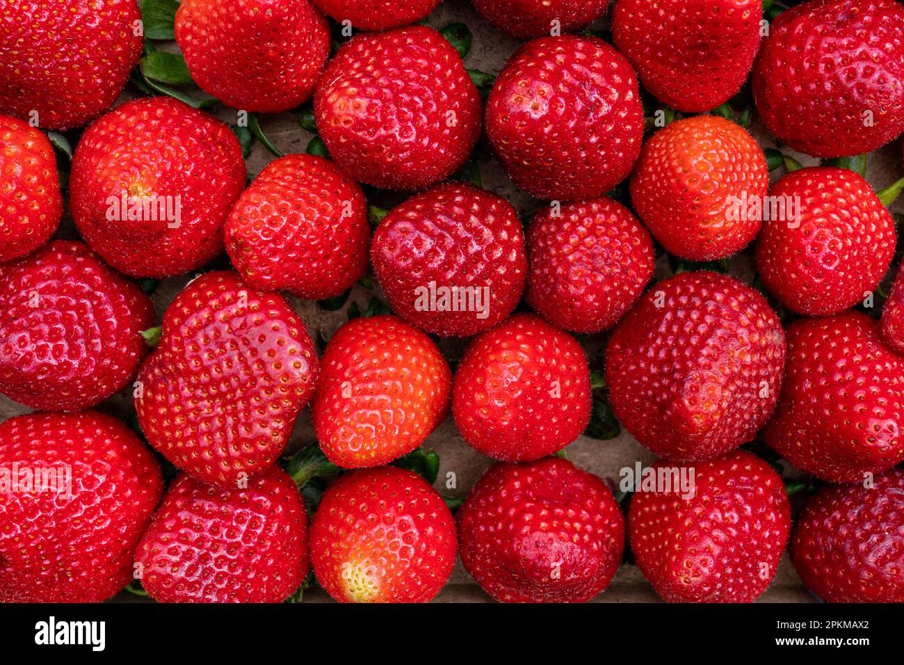Fresas rojas frescas hi-res stock photography and images - Alamy