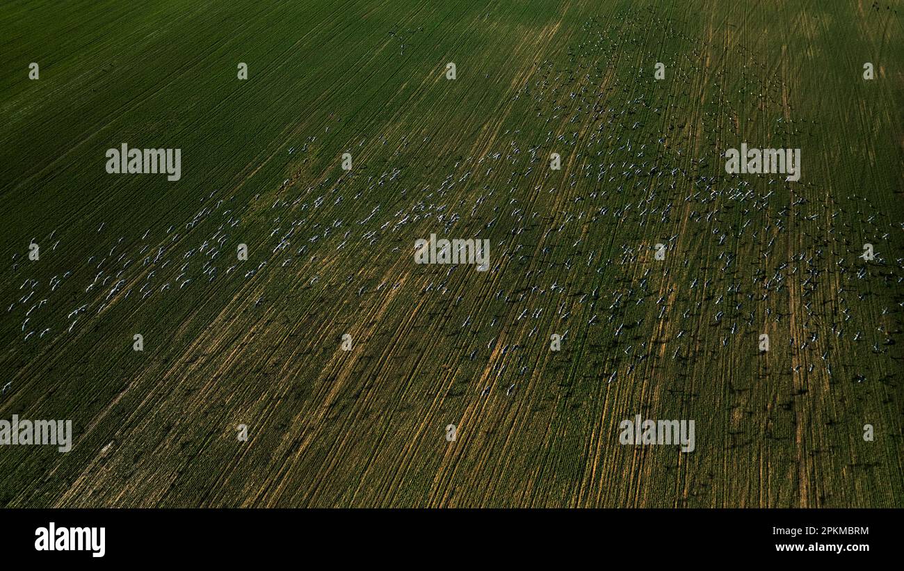 Flock of geese in flying over farm fields. Flight with wild birds ...