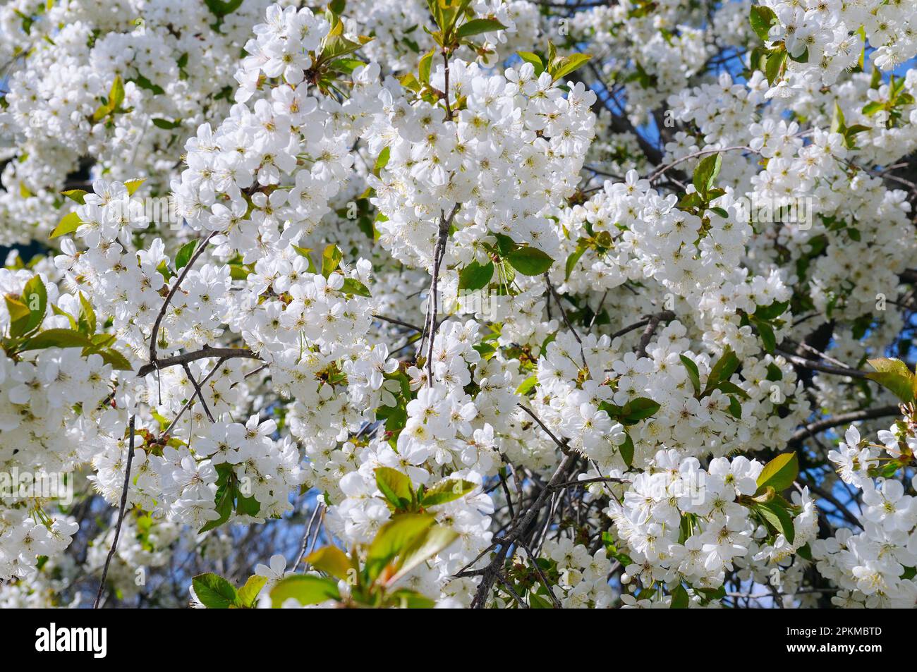 Spring flowers. Beautifully blossoming tree branch. Cherry - Sakura and ...