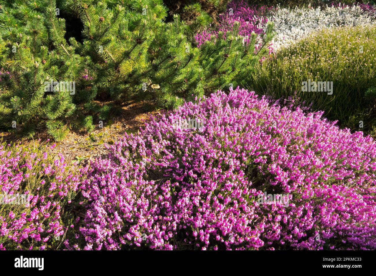 Erica carnea "March Seedling", Spring Heat, Garden Erica carnea garden ...
