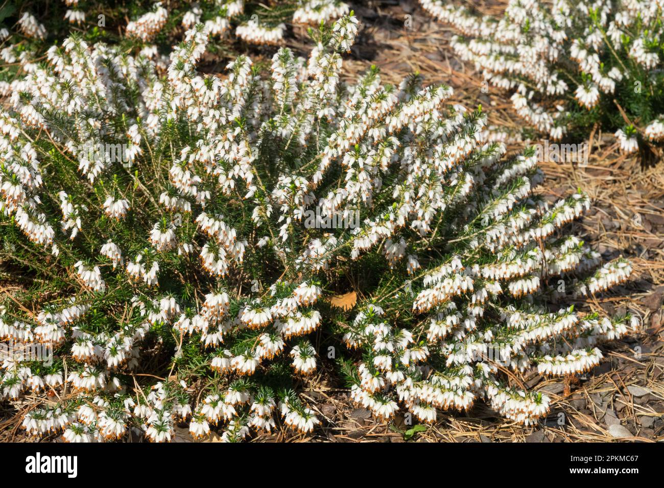 Erica carnea, Spring Heat, Erica carnea "Isabell Stock Photo - Alamy