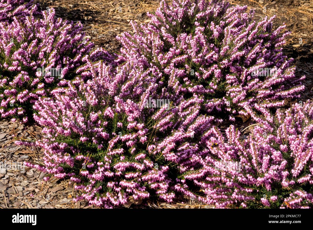 Erica carnea praecox rubra hi-res stock photography and images - Alamy
