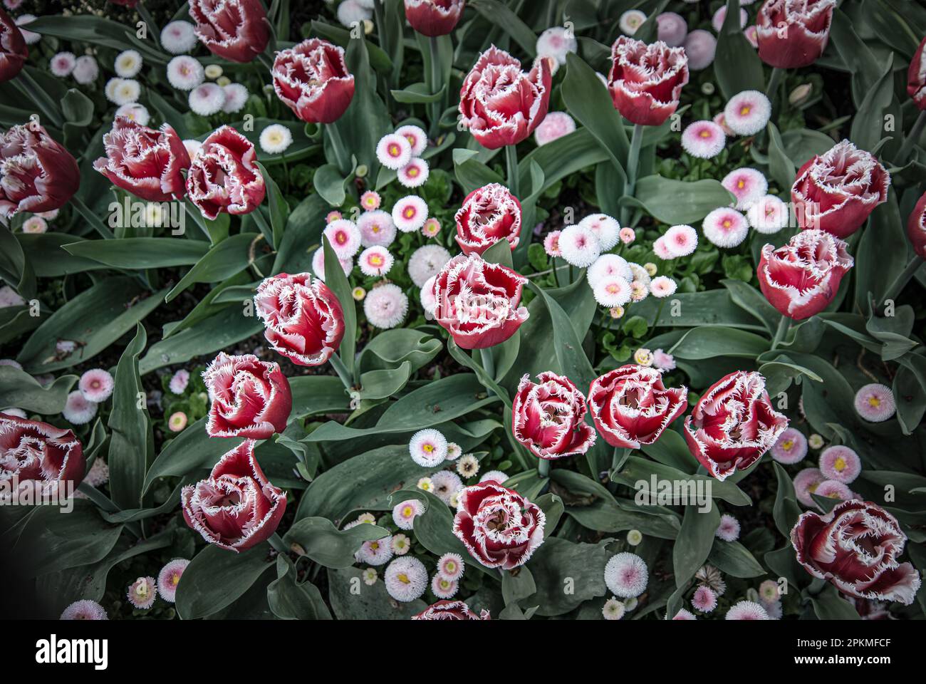 Lacy flowers hi-res stock photography and images - Alamy