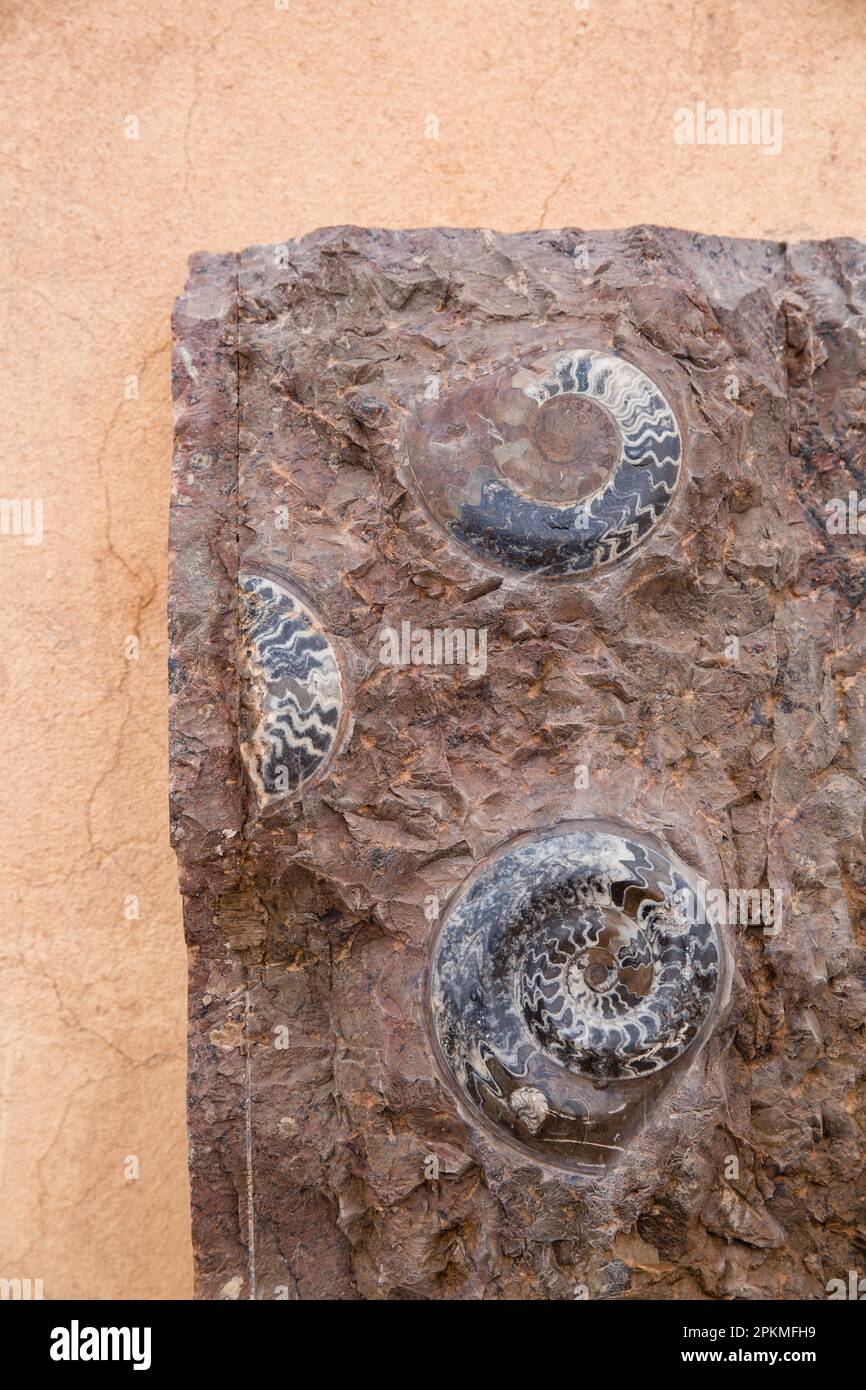 Fossils morocco hi-res stock photography and images - Alamy