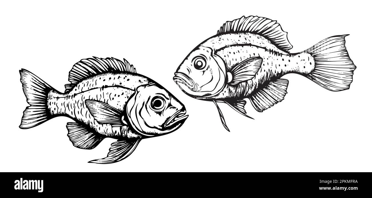 Pair of fish sketch hand drawn Vector illustration Sea food Stock ...