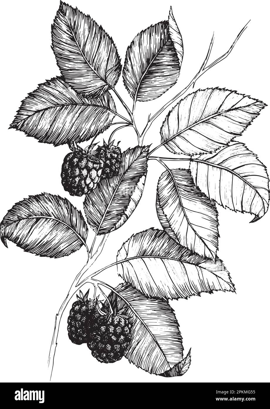 Hand drawn sketch black and white of raspberry, leaf, berry plant ...