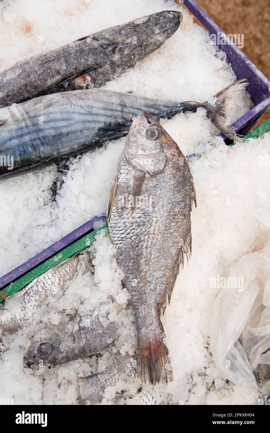 Crates of fresh fish for sale at a berber market in Morocco Stock Photo ...