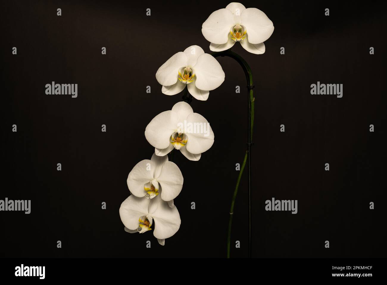 Colorful Florida orchids on the black background . Photographed in the ...