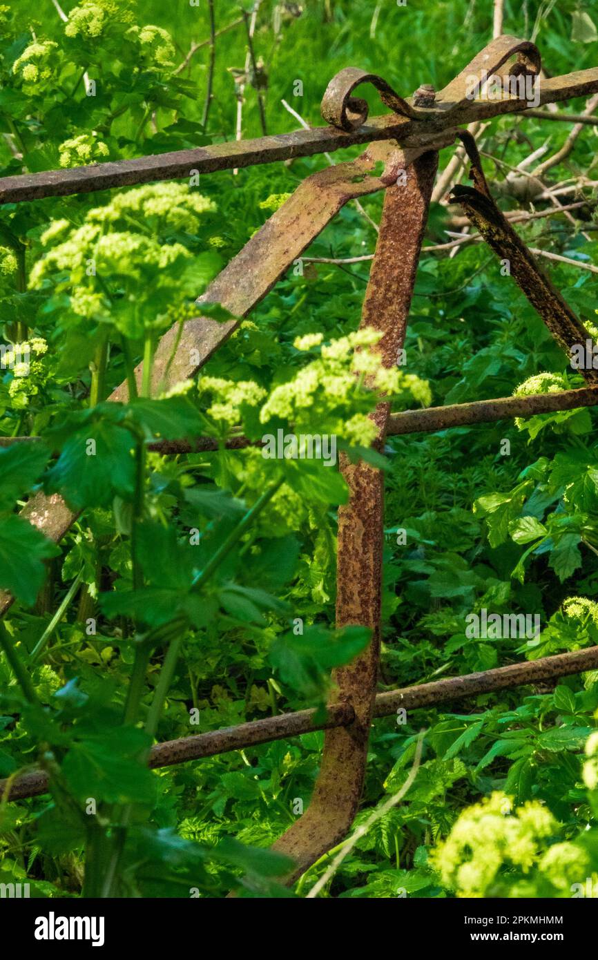 Over grown field hi-res stock photography and images - Alamy