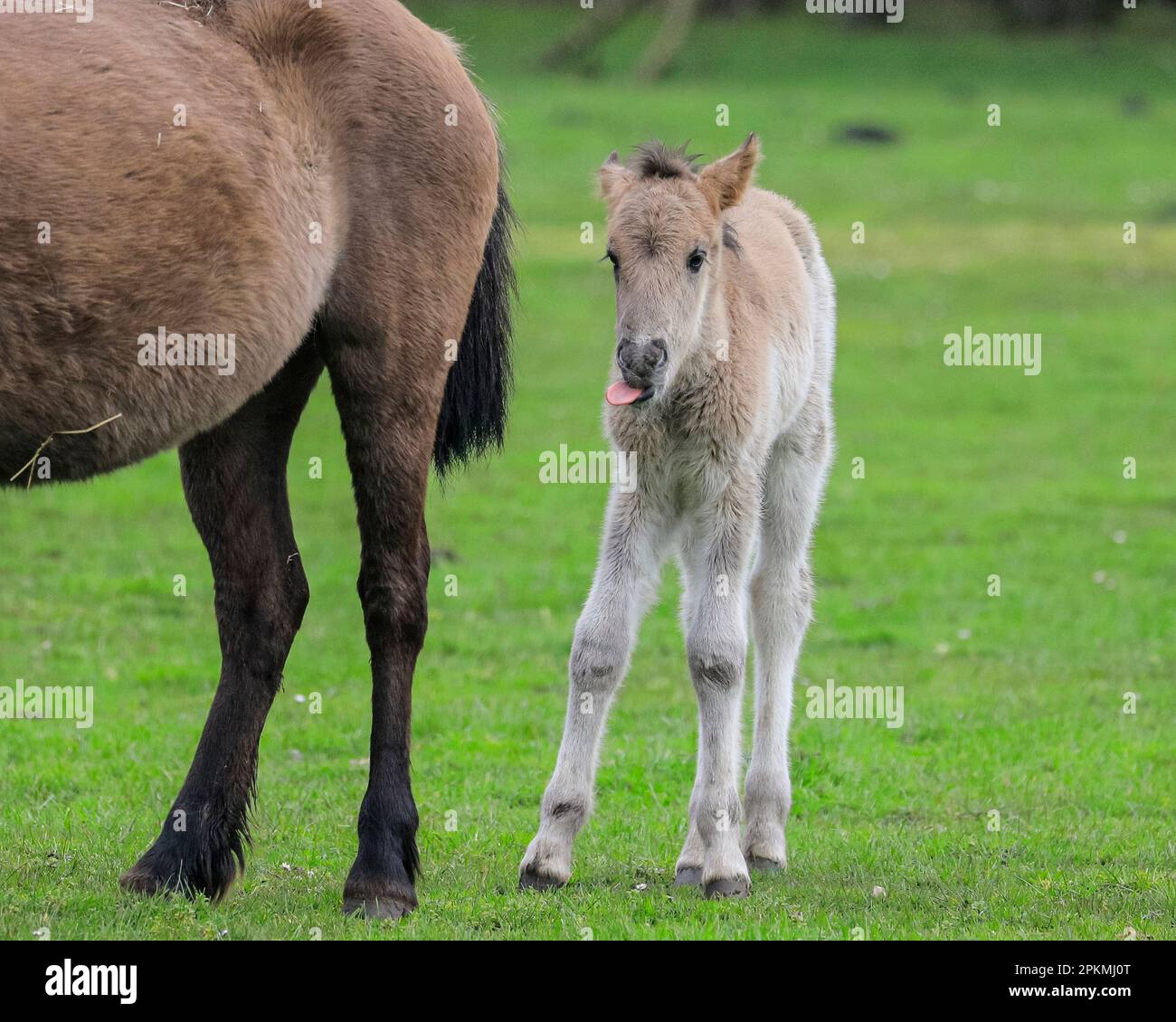 Merfelder Bruch, Dülmen, Germany. 08th Apr, 2023. A little foal stands ...