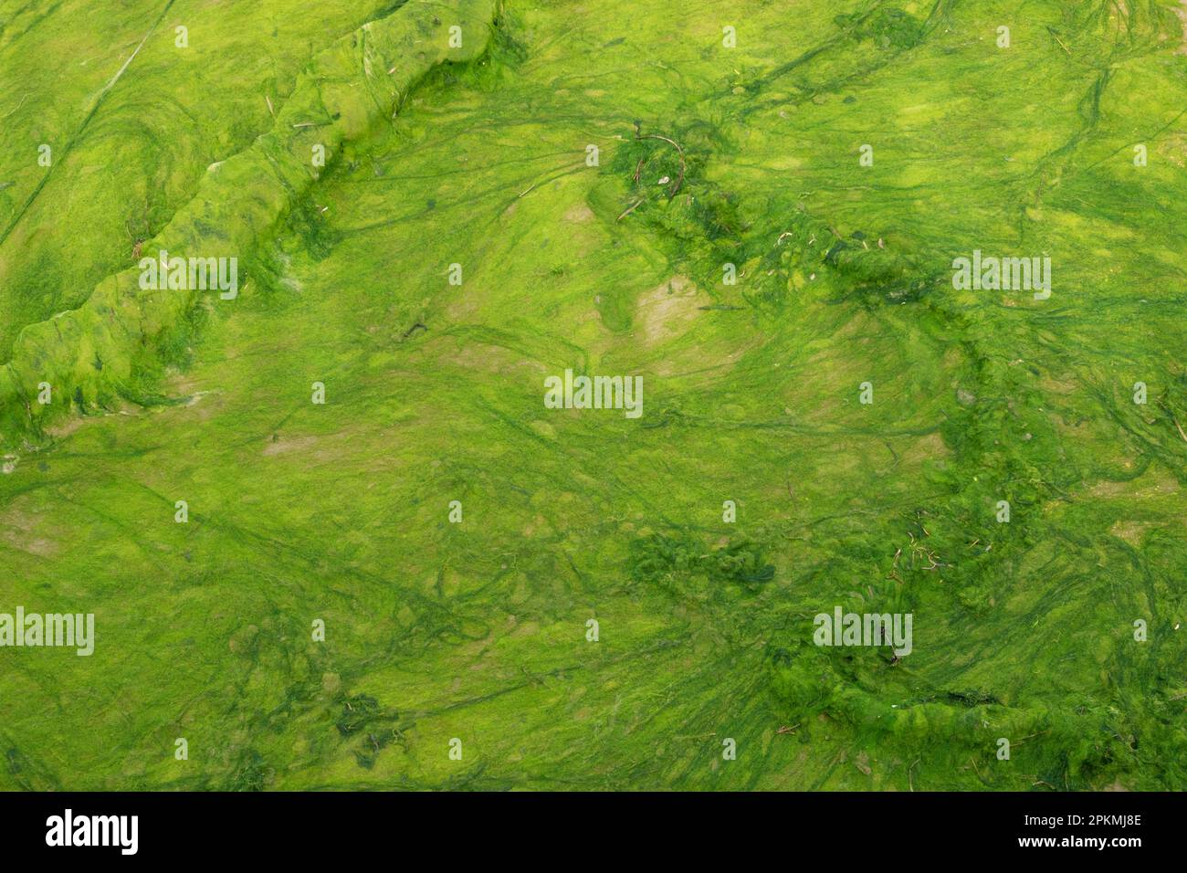 Nature background made up of algae deposited on the sand Stock Photo ...
