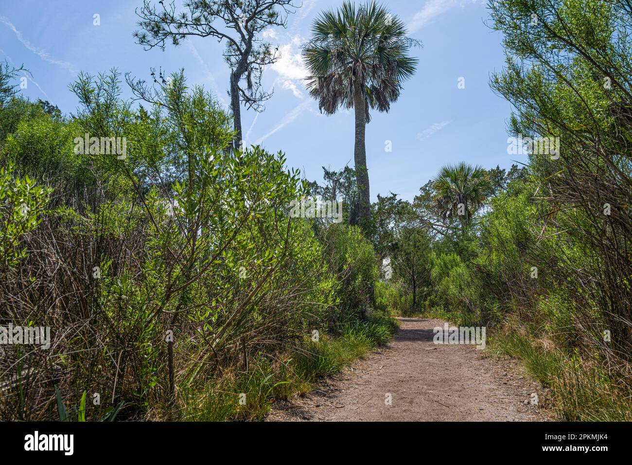 Sandpiper Loop Trail at Skidaway Island State Park in Savannah, Georgia ...