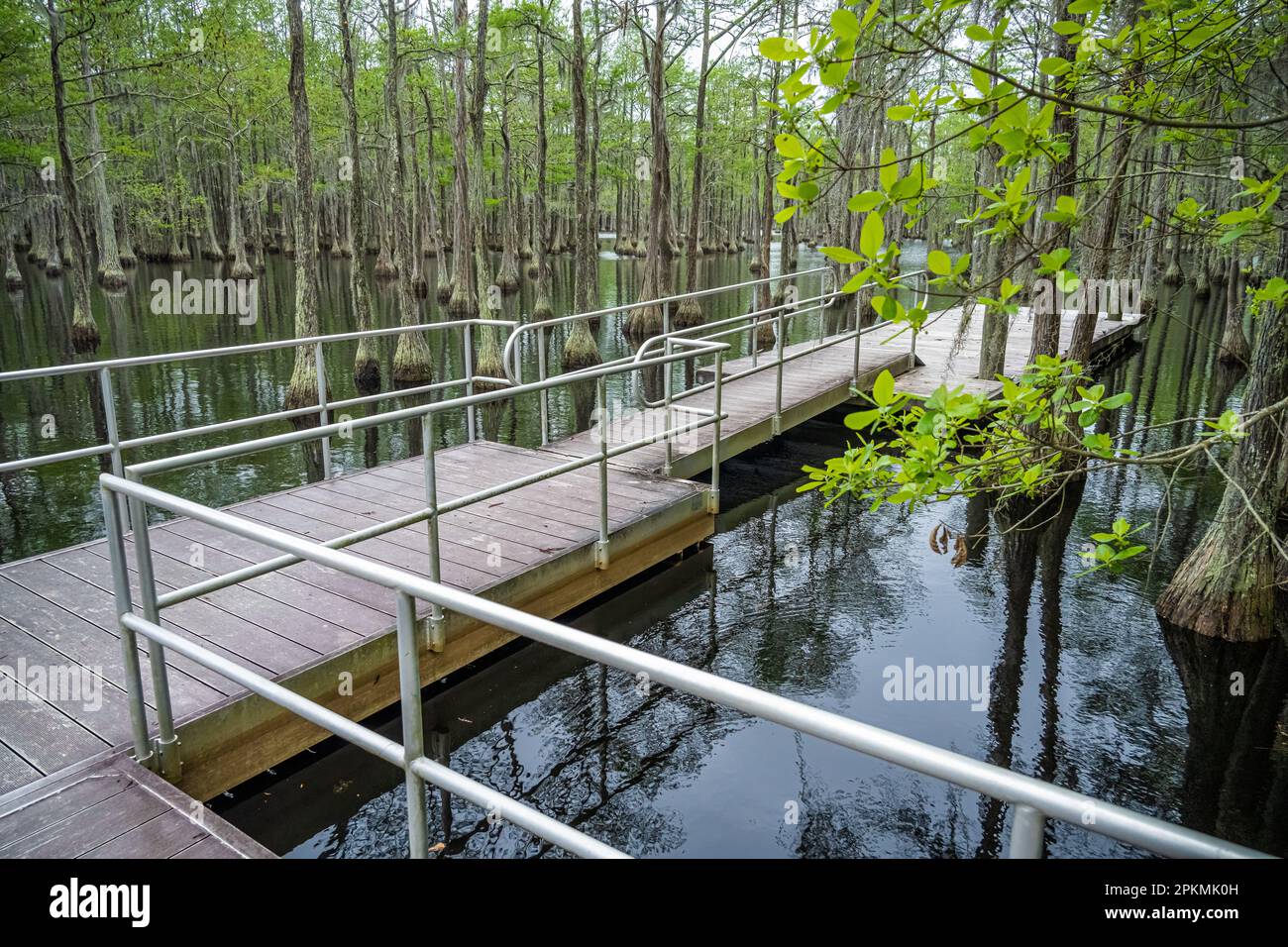 Cypress tree lake hi-res stock photography and images - Alamy
