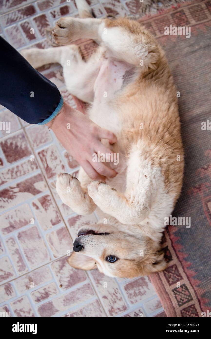 A dog getting it's belly scratched Stock Photo - Alamy
