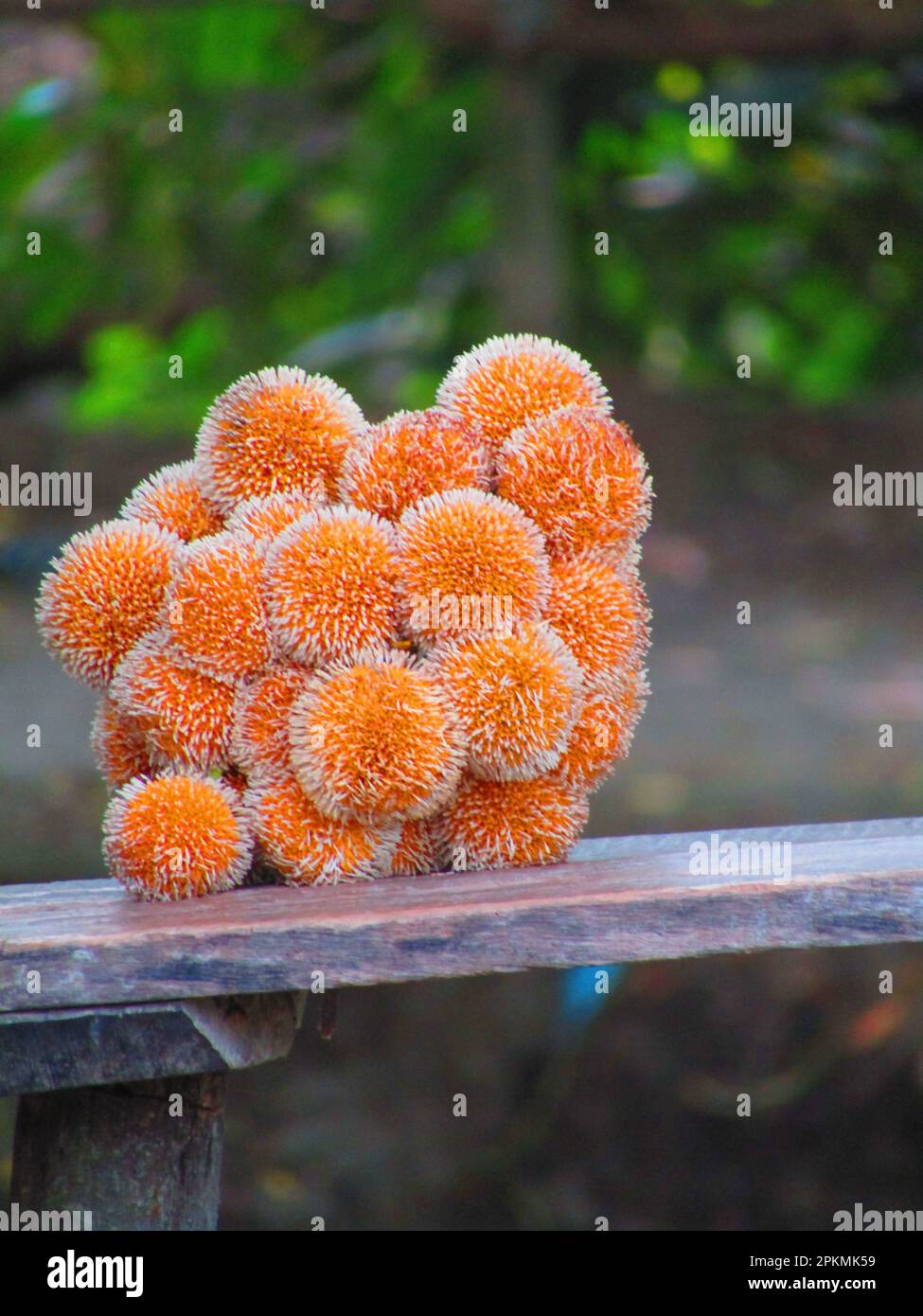 A vibrant orange Kodom flower sitting atop a wooden bench in a garden ...